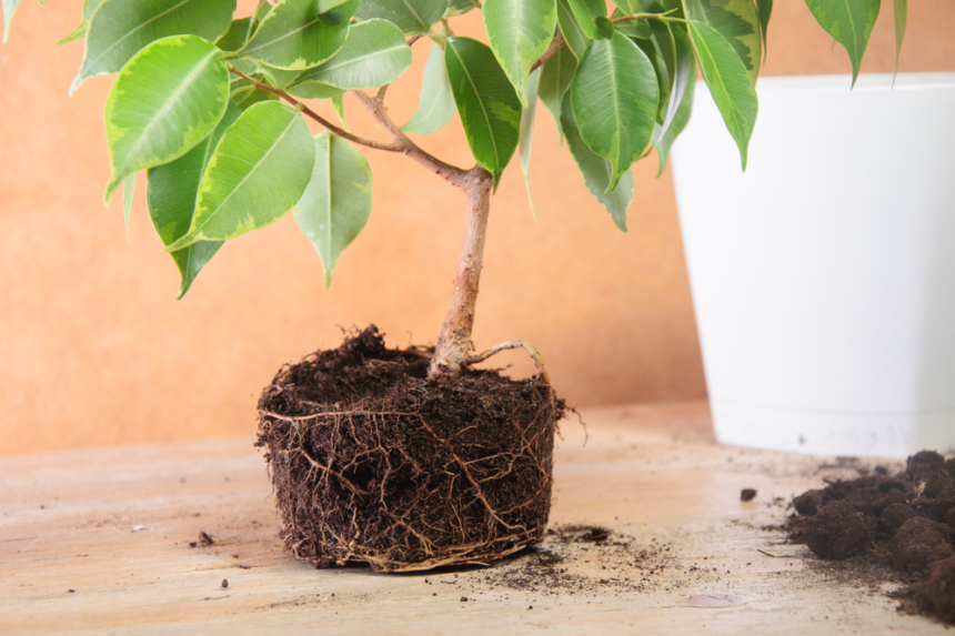 Cuidados del ficus retusa » Huerto en casa
