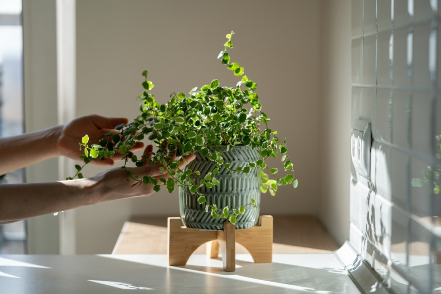 Ficus benjamina en el interior » Huerto en casa