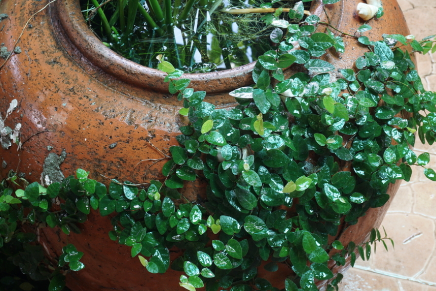 Ficus repens cuidados » Huerto en casa