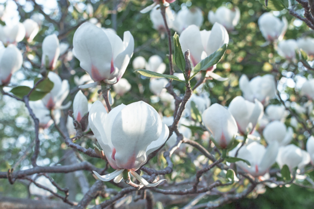 Color más común de la magnolia » Huerto en casa