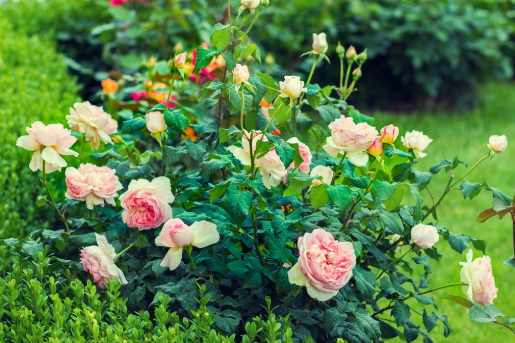 Rosal trepador en maceta » Huerto en casa