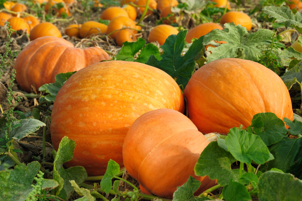 ¿La calabaza es fruta o verdura? » Huerto en casa