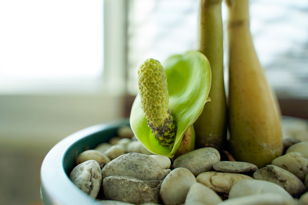 Reproducción de la zamioculcas » Huerto en casa