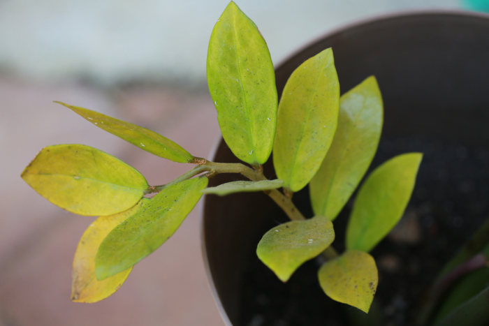 Zamioculcas con hojas amarillas » Huerto en casa