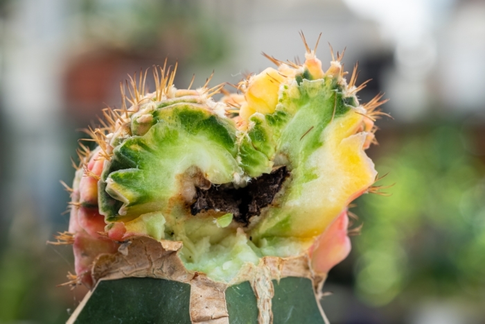 Cactus se pone amarillo y blando - ¿qué hacer? » Huerto en casa