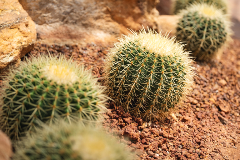 Cactus viejito cuidados » Huerto en casa