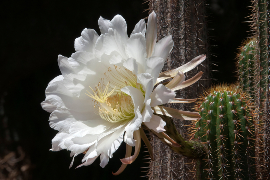 ¿Los cactus son de sol o sombra? » Huerto en casa