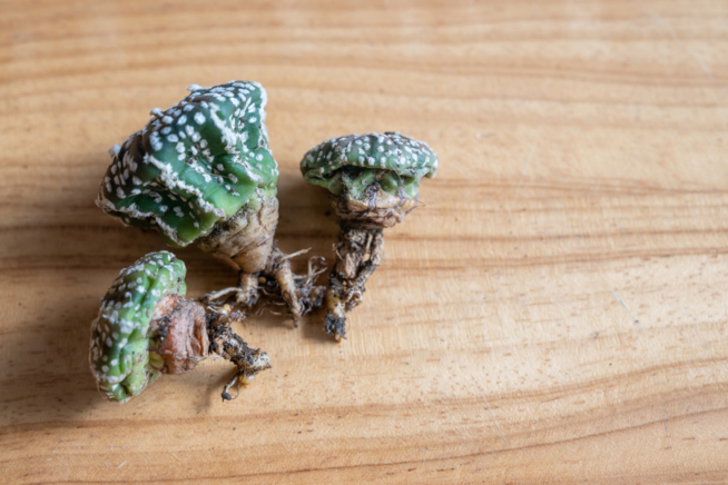 Cactus arrugado y blando » Huerto en casa