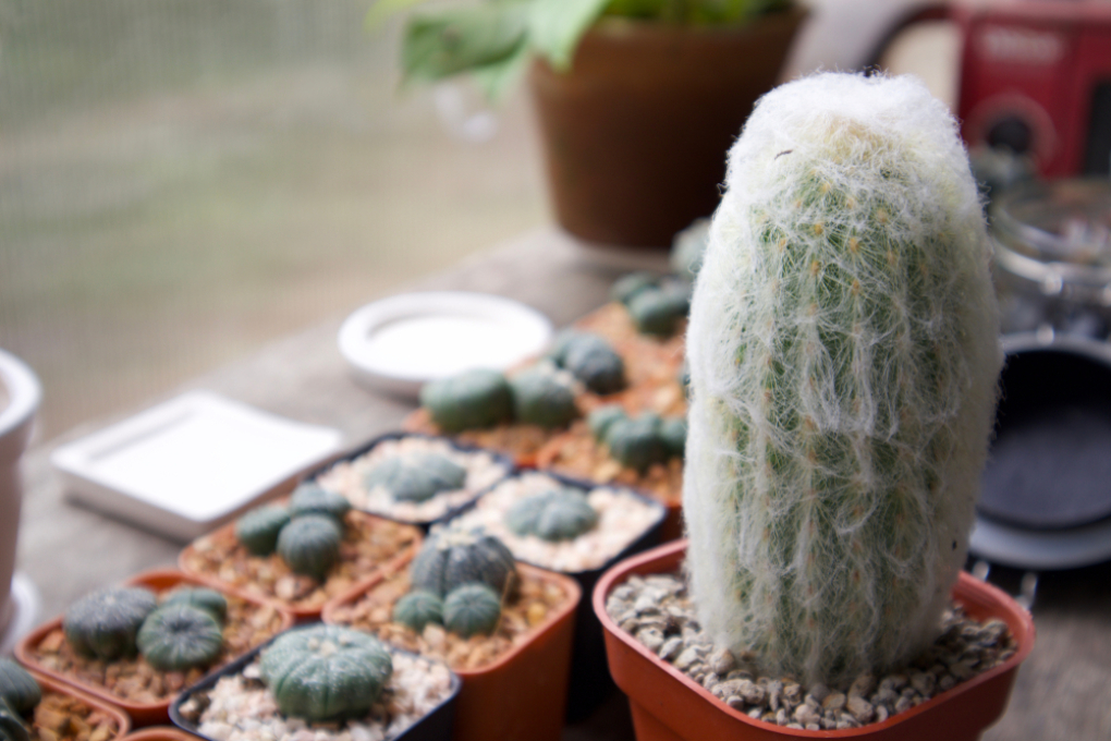 Cactus viejito cuidados » Huerto en casa