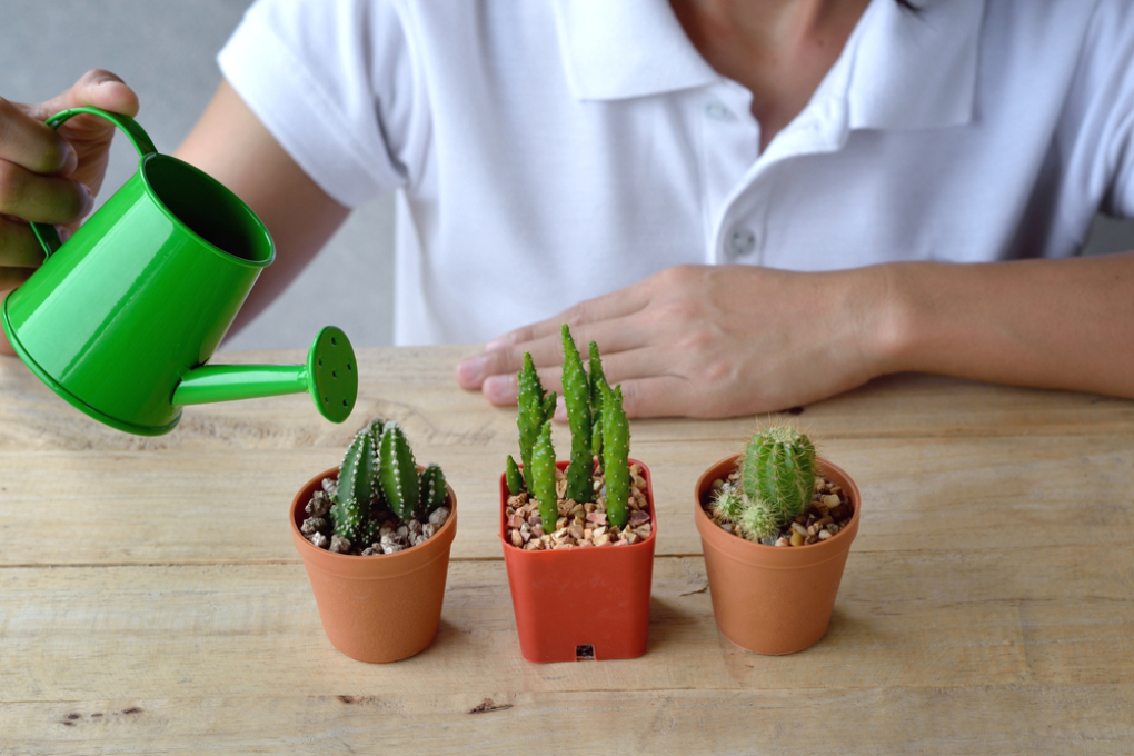 Cómo cuidar un cactus » Huerto en casa