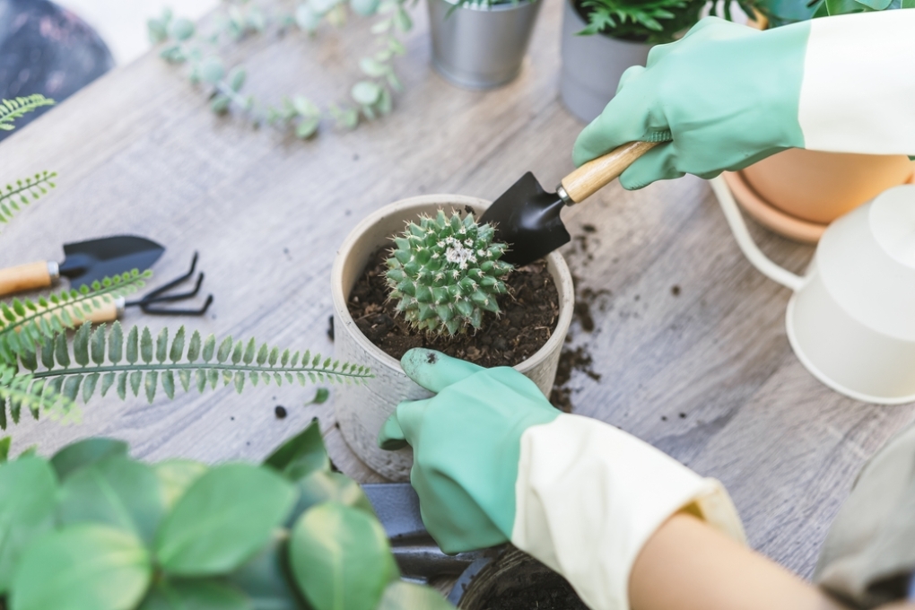 Cuidados de suculentas y cactus » Huerto en casa