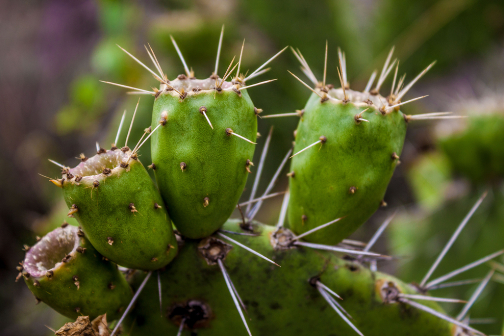 Diferencia entre cactus y nopal » Huerto en casa