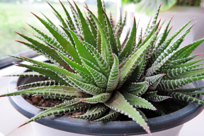 Haworthia fasciata cuidados » Huerto en casa