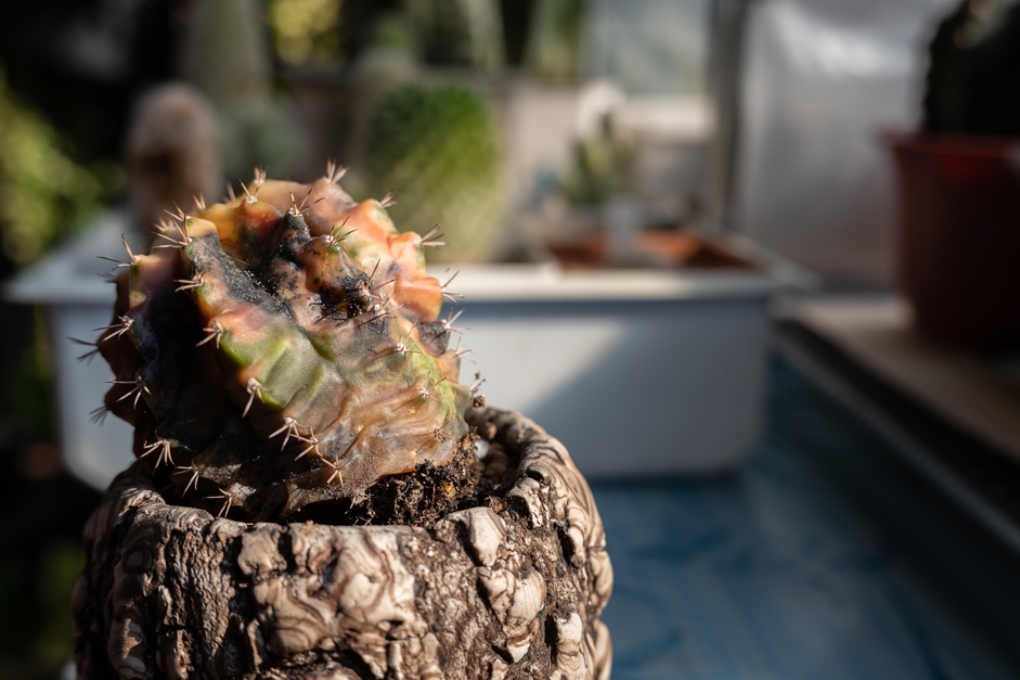 Cactus arrugado y blando » Huerto en casa