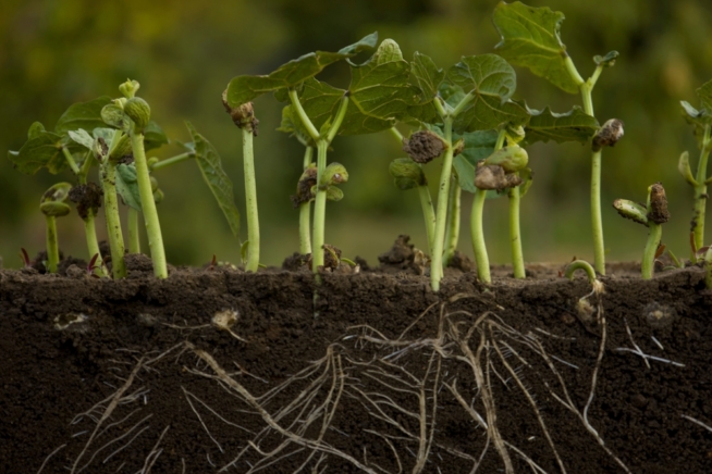 Cómo germinar lentejas » Huerto en casa