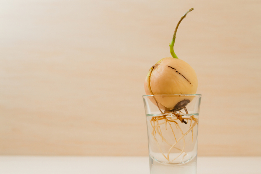 Cómo germinar semilla de palta » Huerto en casa