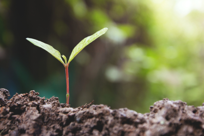 ¿Cómo germinar nísperos? » Huerto en casa