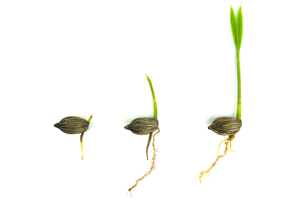Cómo germinar semillas de lavanda » Huerto en casa