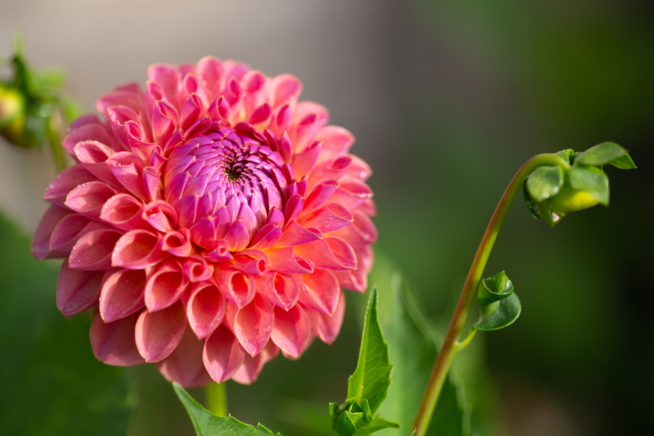 Dalia características » Huerto en casa