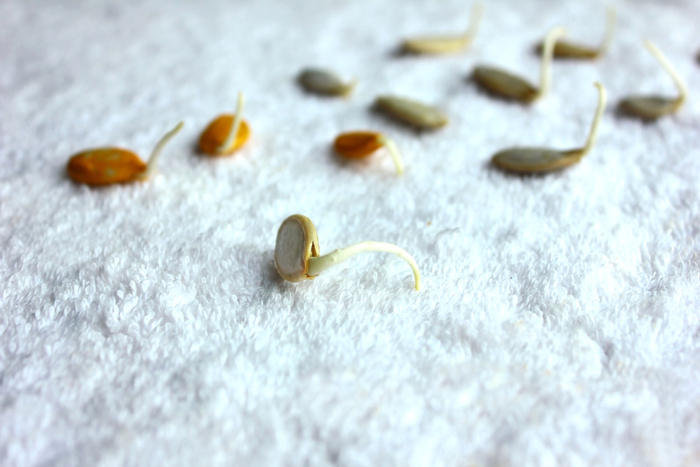 Cómo germinar una planta » Huerto en casa