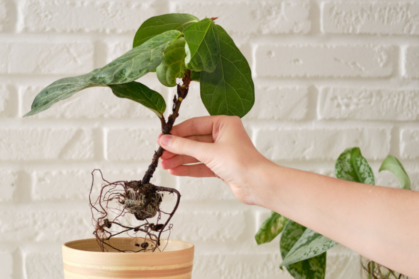 ¿Cómo germinar un higo? » Huerto en casa
