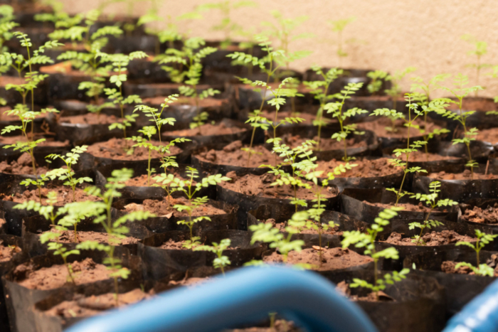 Germinar semillas en agua » Huerto en casa