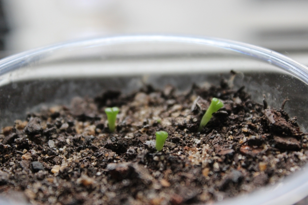 Cómo germinar perejil » Huerto en casa