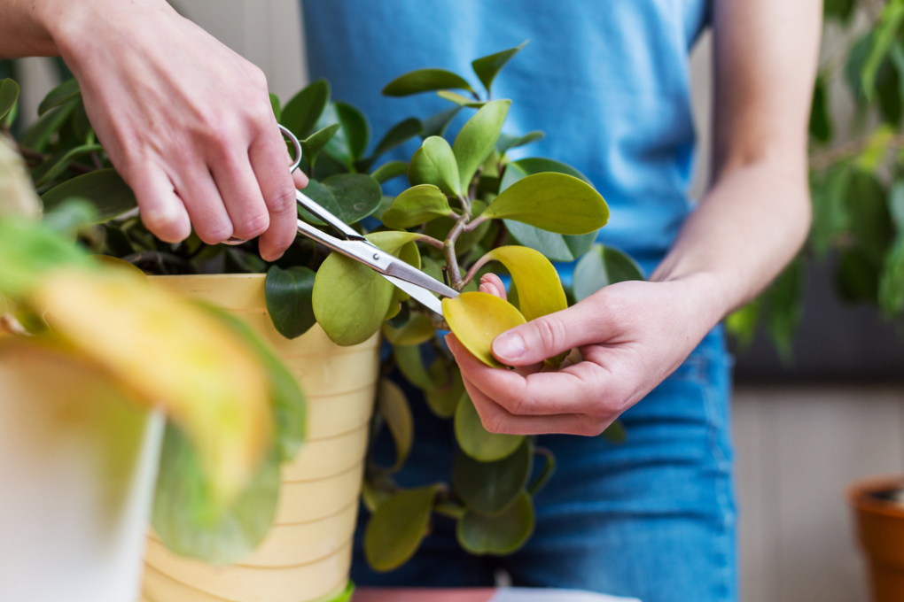 Hojas amarillas en plantas » Huerto en casa