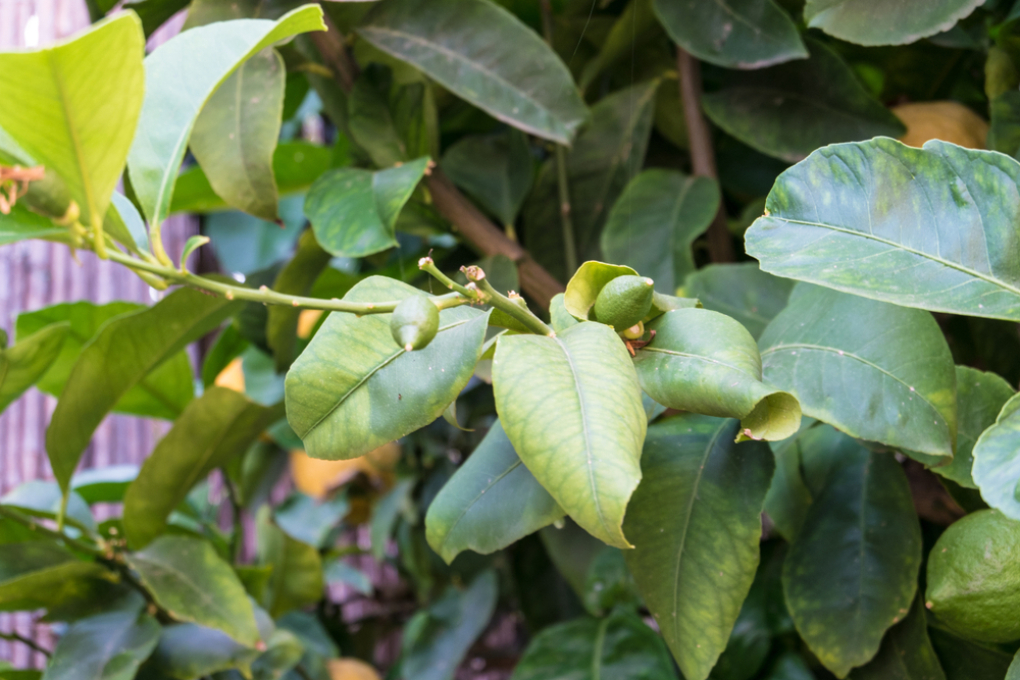 ¿Para qué sirven las hojas del limonero? » Huerto en casa