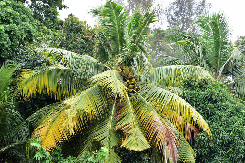 ¿Cuánto tarda en crecer una palmera? » Huerto en casa