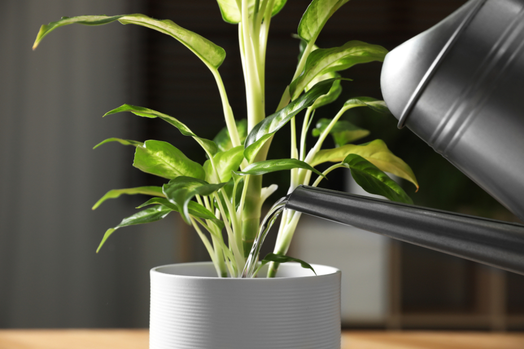 Dieffenbachia cuidados » Huerto en casa