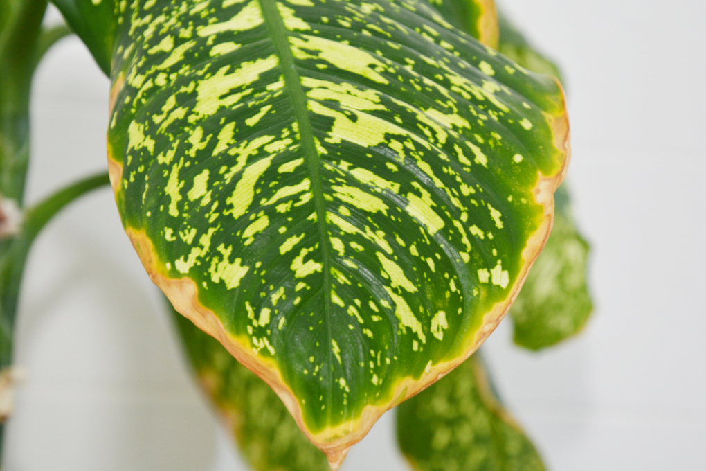 Dieffenbachia amoena cuidados » Huerto en casa