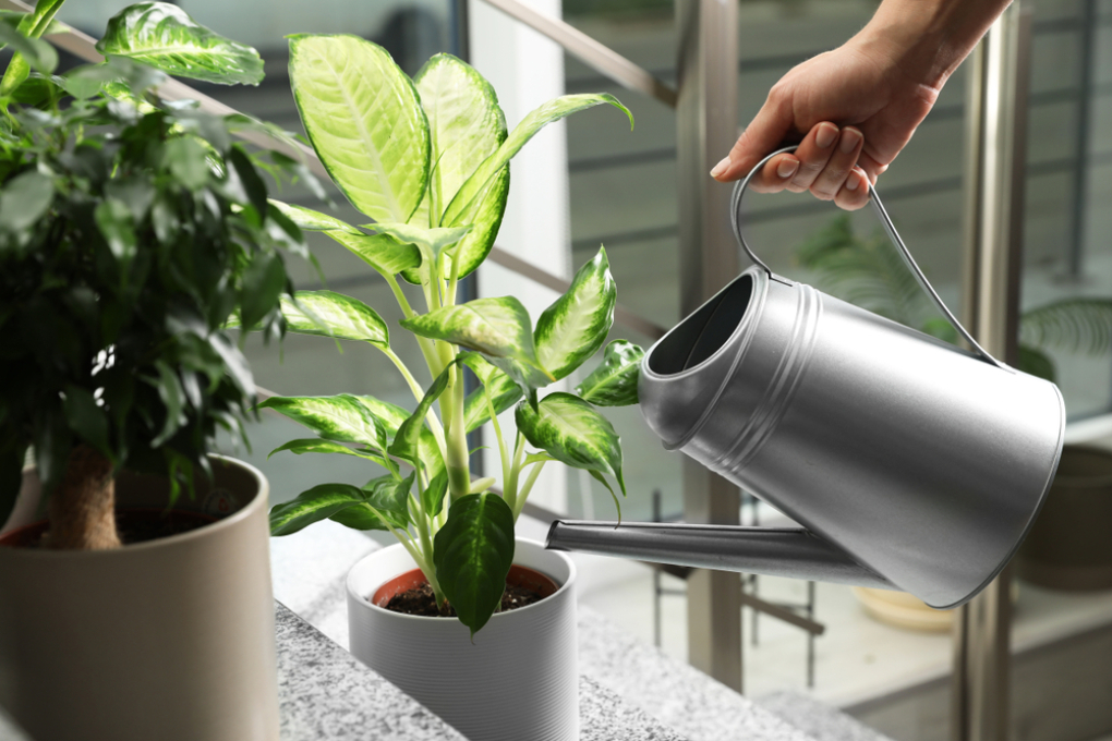 Dieffenbachia amoena cuidados » Huerto en casa