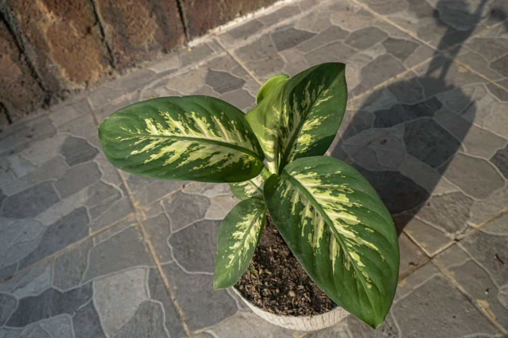 Dieffenbachia amoena cuidados » Huerto en casa