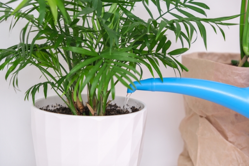 Cuidados de la palmera » Huerto en casa