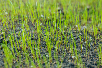 Plantar césped » Huerto en casa