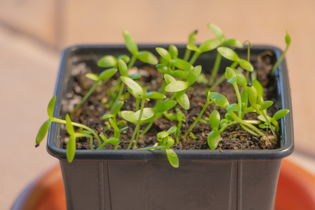 ¿Cómo germinar alfafa? » Huerto en casa