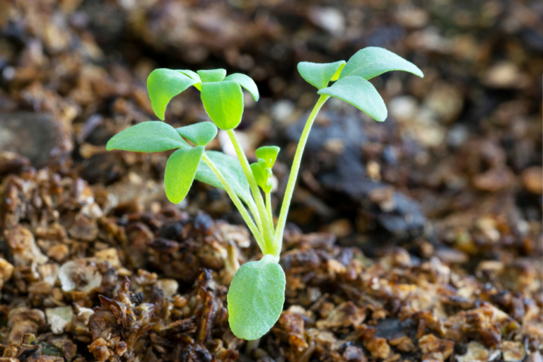 ¿Cómo germinar ruda? » Huerto en casa