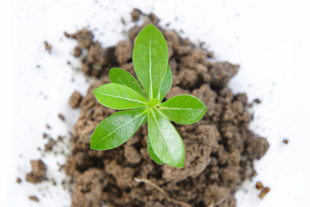 Cómo germinar semillas de lavanda » Huerto en casa