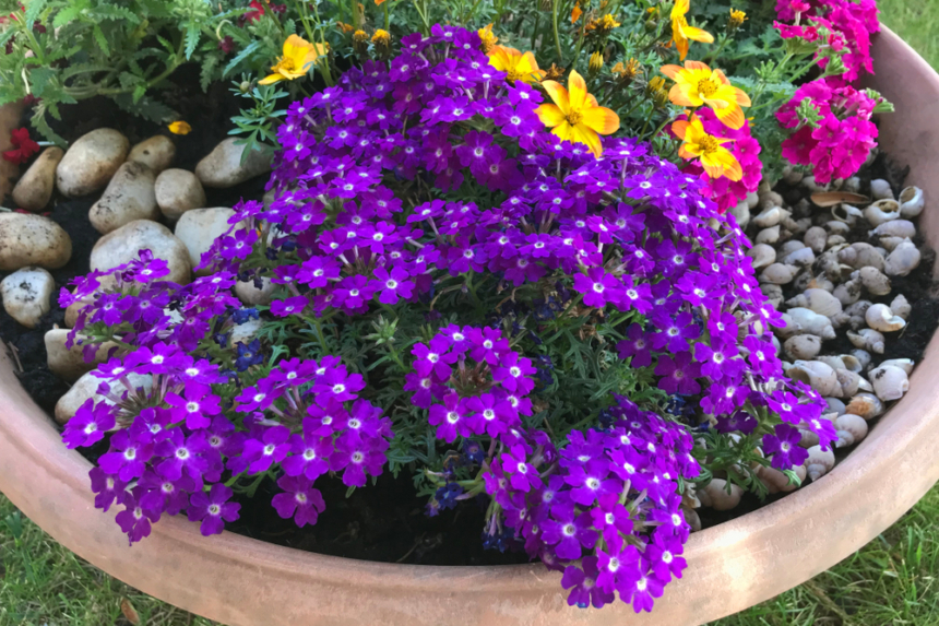 Verbena hybrida cuidados » Huerto en casa