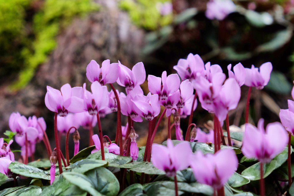 Cuidados de la violeta de los alpes » Huerto en casa