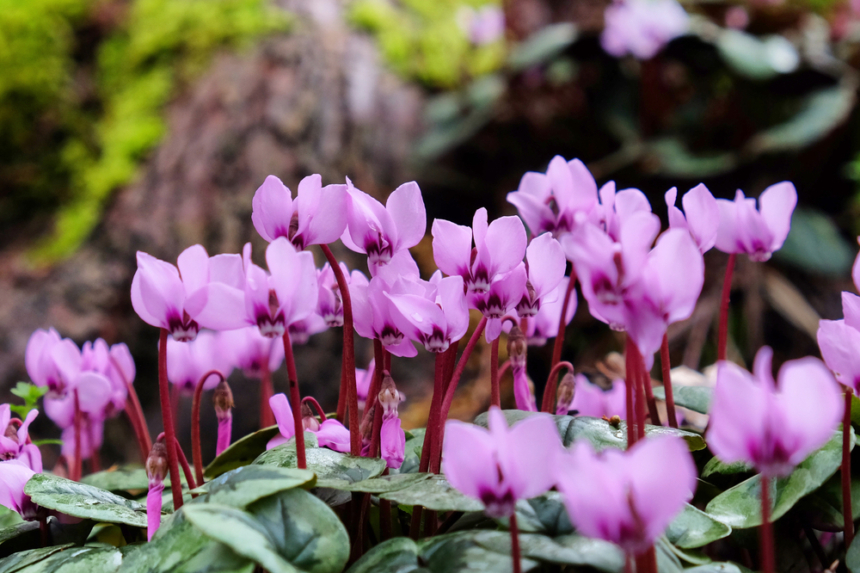 Cuidados de la violeta de los alpes » Huerto en casa