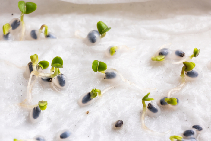 Cómo germinar garbanzos » Huerto en casa