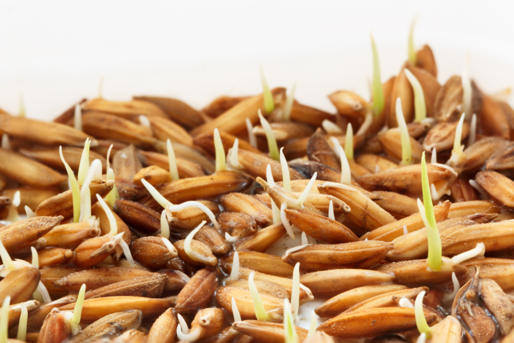 Cómo se siembra el arroz » Huerto en casa
