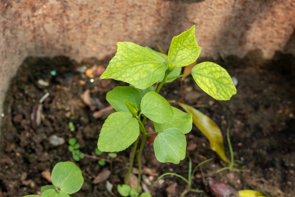 Cómo germinar semillas de jamaica » Huerto en casa