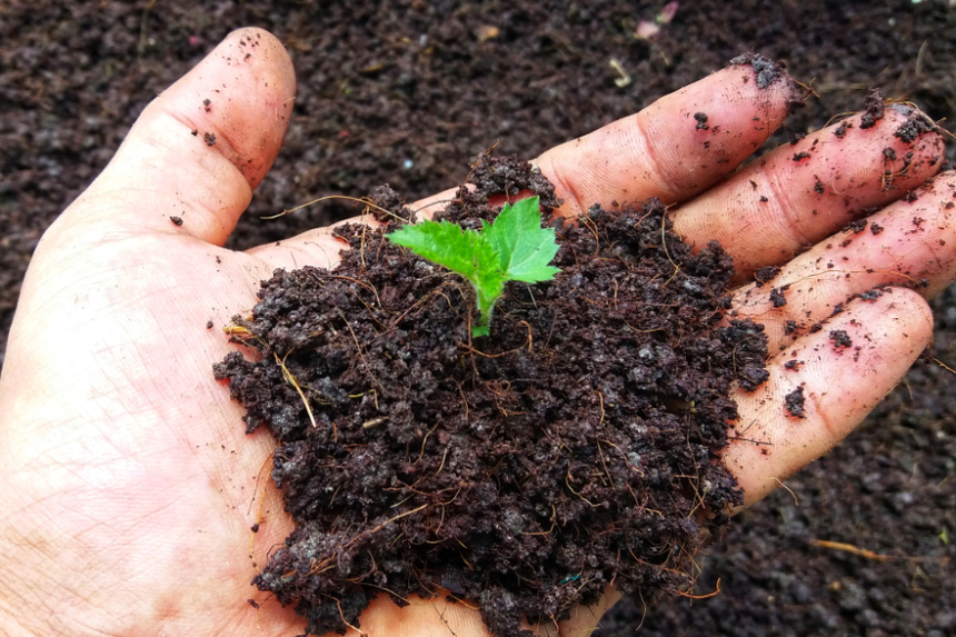 Cómo germinar semillas de alpiste » Huerto en casa