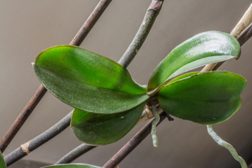 Reconocer el keiki de una orquídea » Huerto en casa