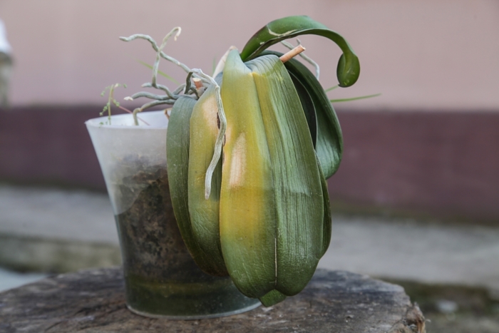 Reconocer el keiki de una orquídea » Huerto en casa